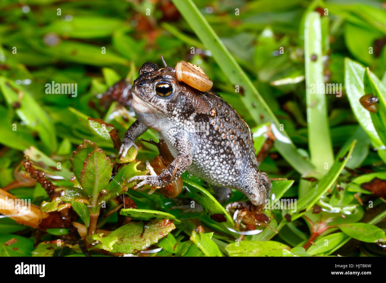 A Tiny oak toad, Anaxyrus quercicus, with detritus foraging snails ...