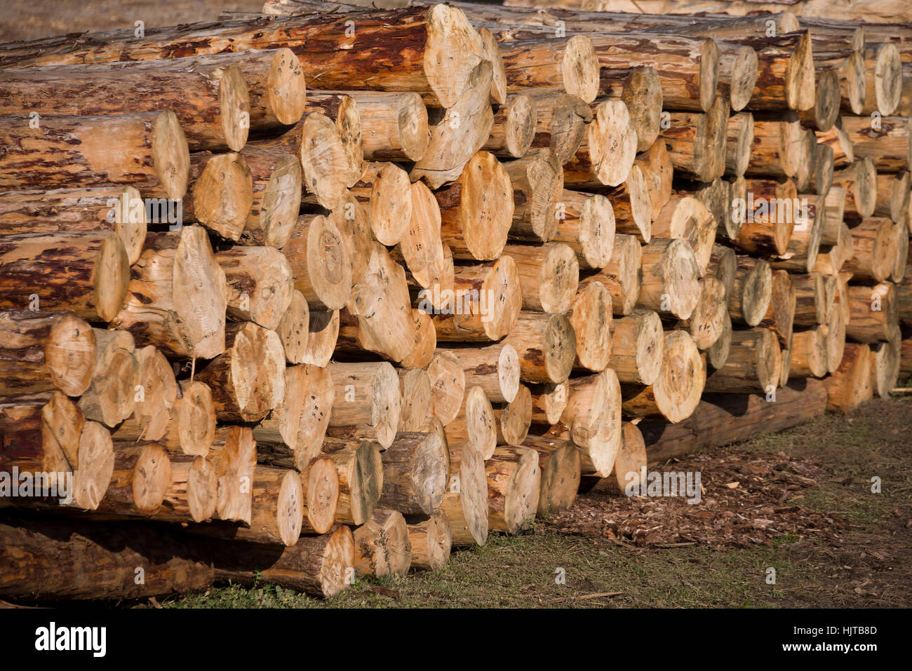 Wood stack background texture on daylight Stock Photo - Alamy