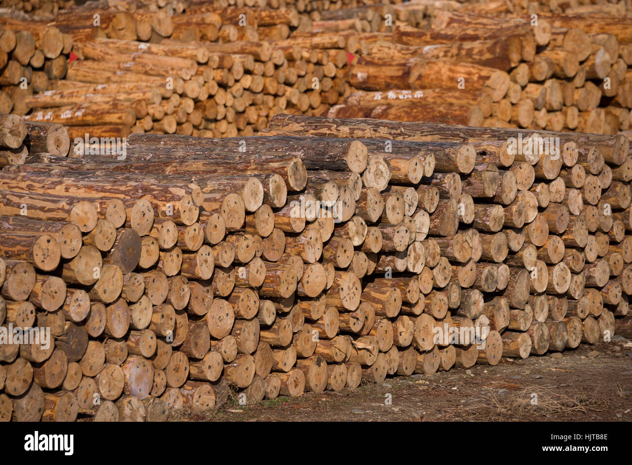 Wood stack background texture on daylight Stock Photo - Alamy