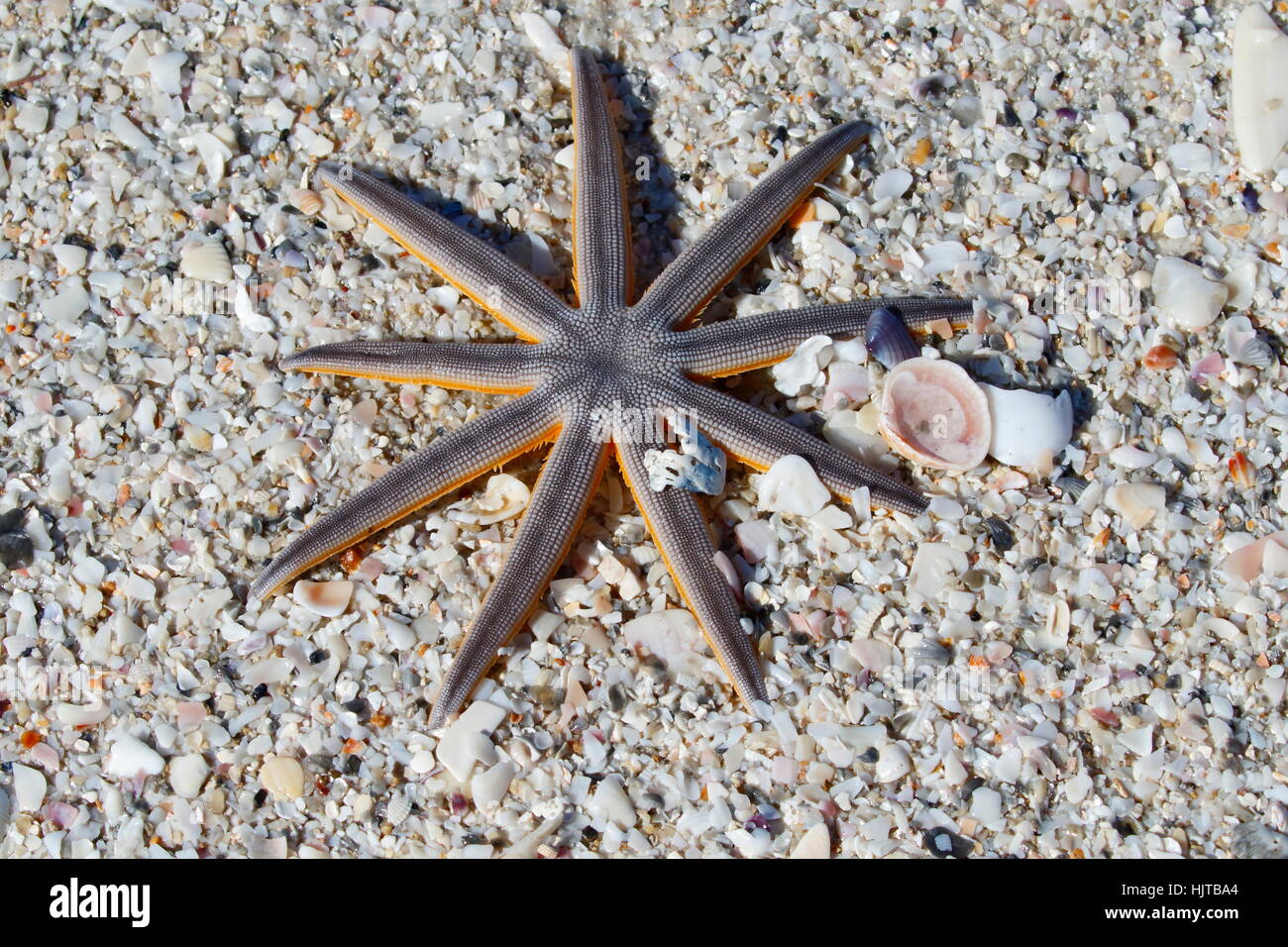 A Nine armed sea star, Luidia senegalensis, on sand Stock Photo - Alamy