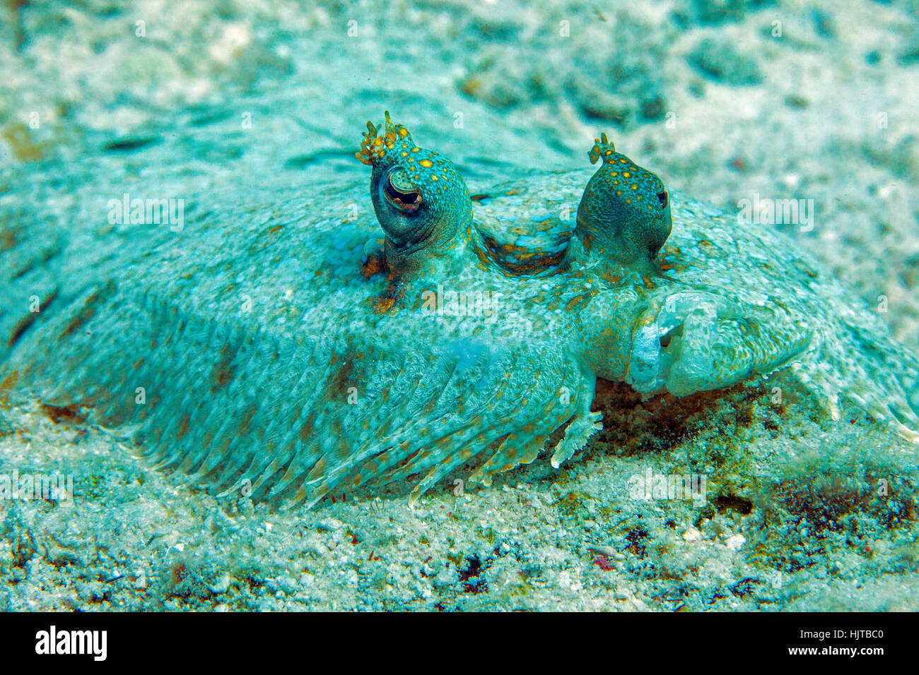 A Peacock flounder, Bothus lunatus, on the ocean floor Stock Photo - Alamy