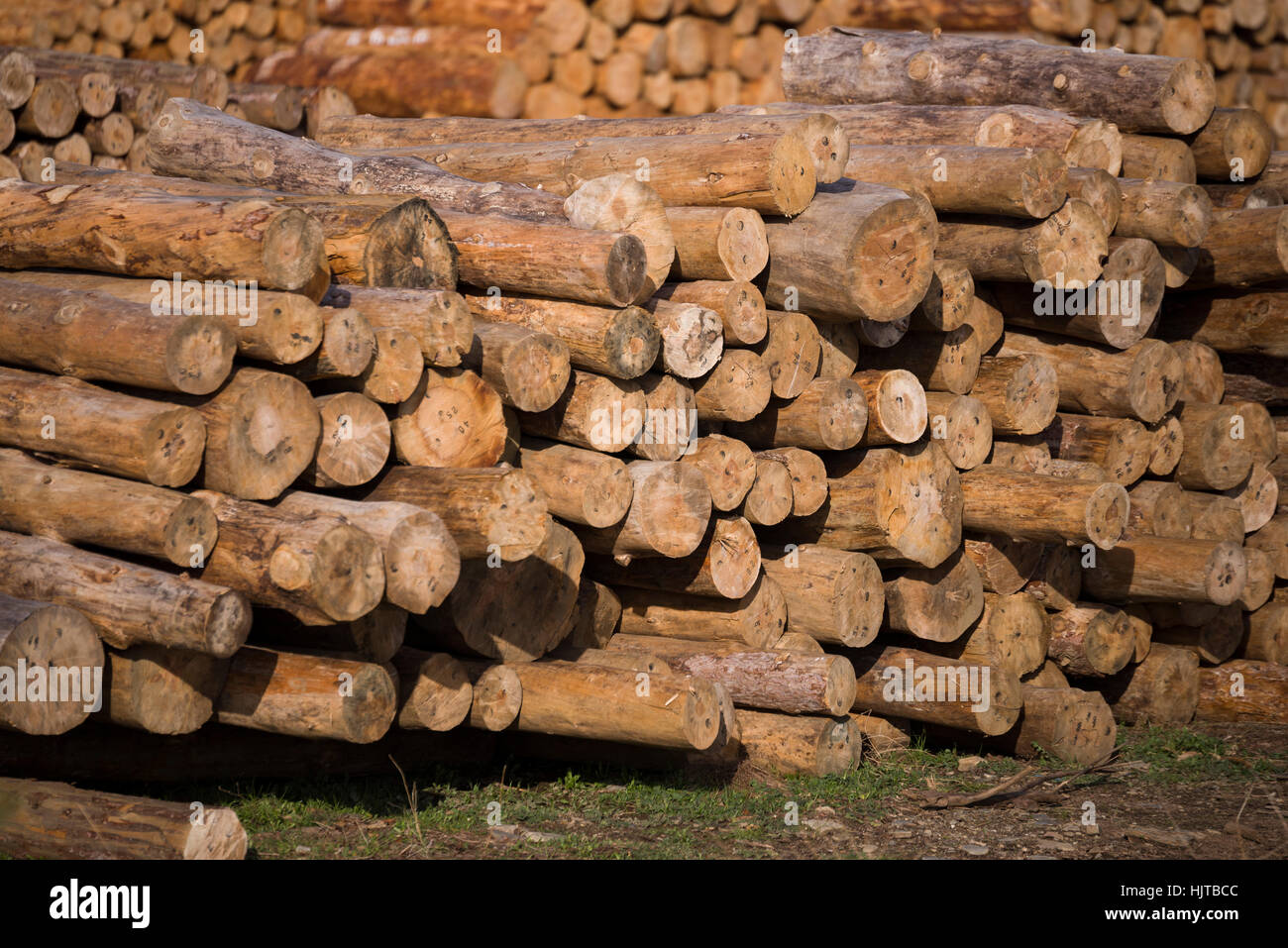 Wood stack background texture on daylight Stock Photo - Alamy