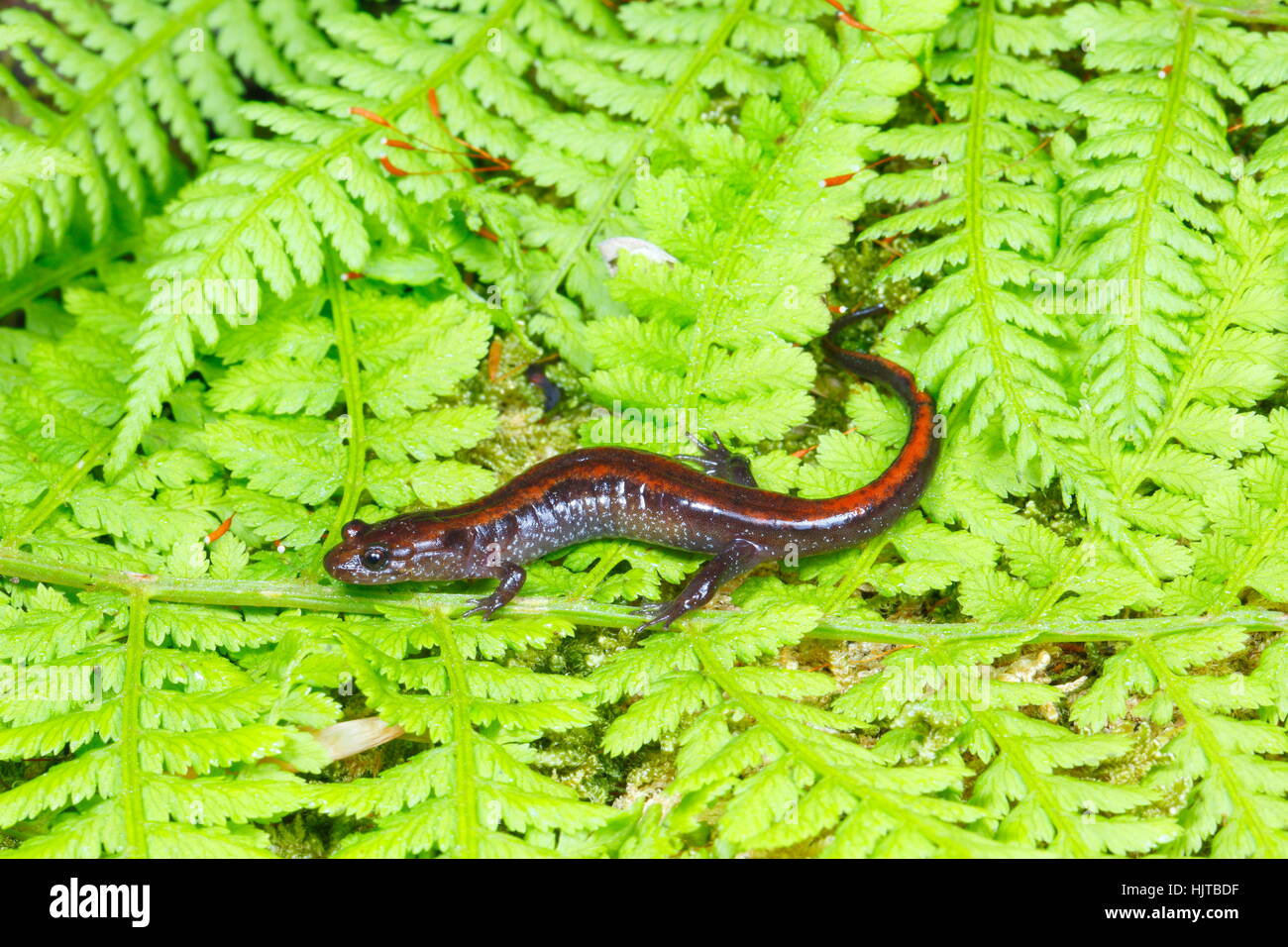 An Allegheny Mountain Dusky Salamander, Desmognathus ochrophaeus ...