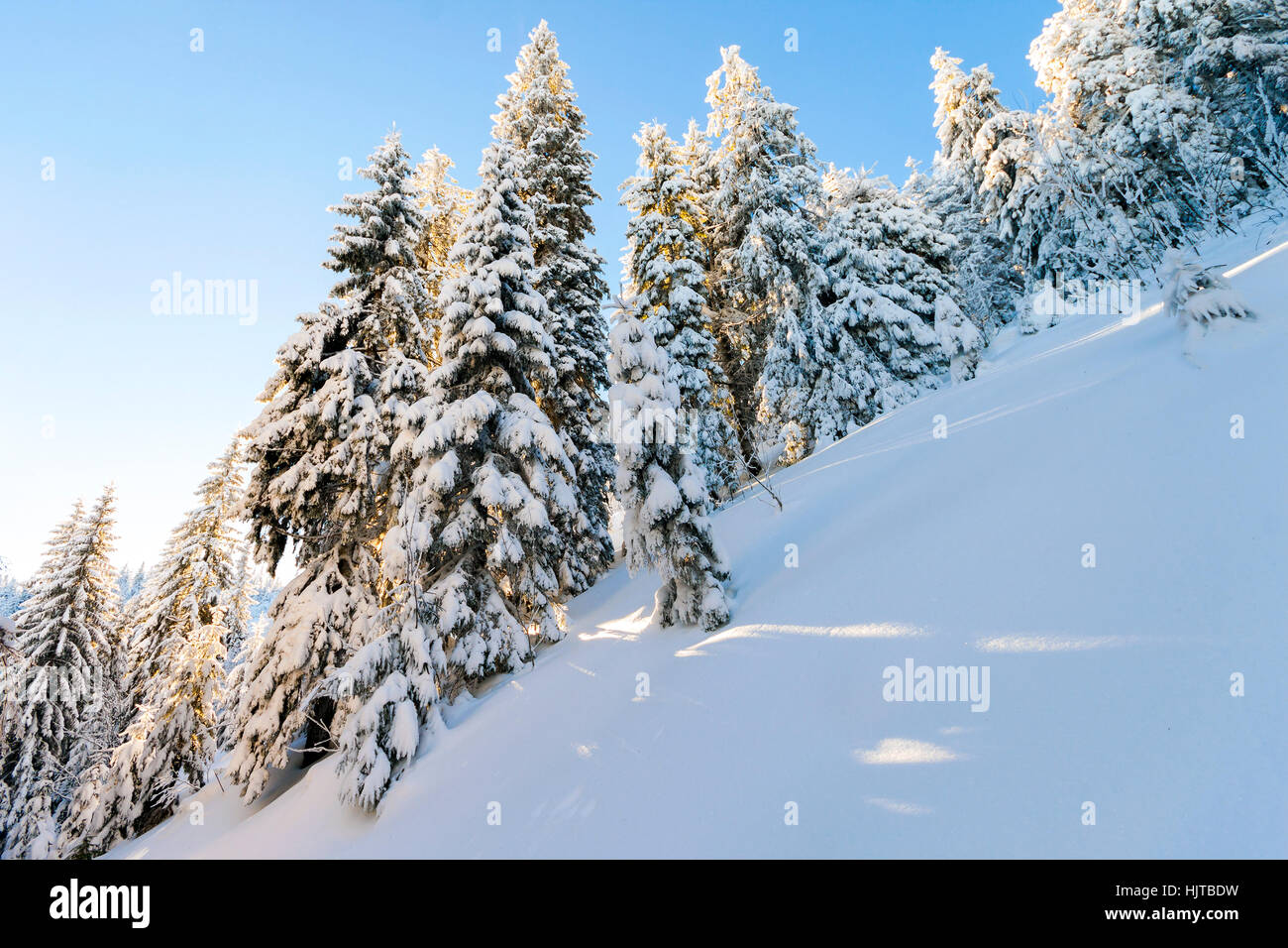 Pine trees in mountains in winter sunny day Stock Photo - Alamy