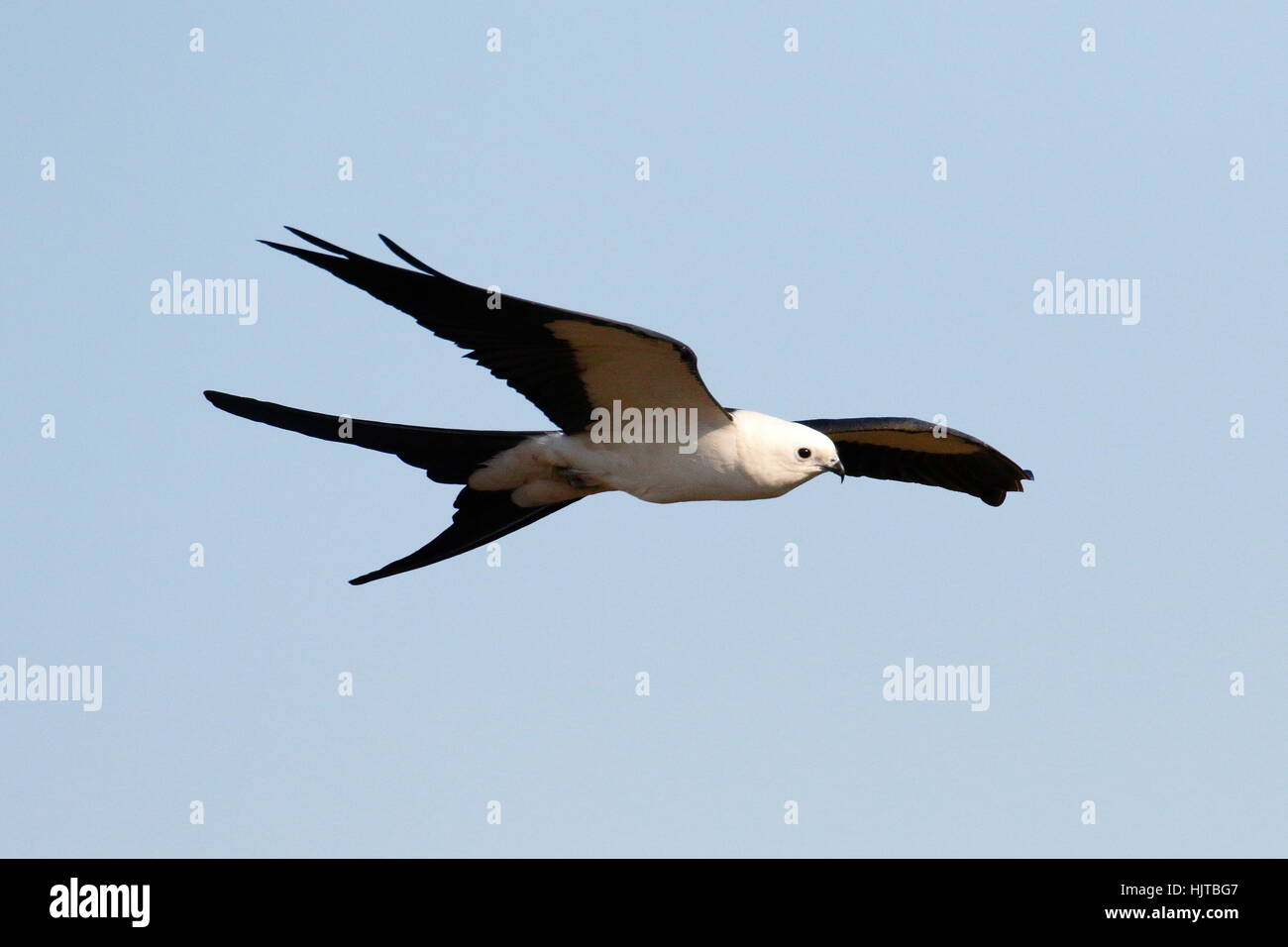 A Swallowtail kite, Elanoides forficatus, in flight Stock Photo - Alamy