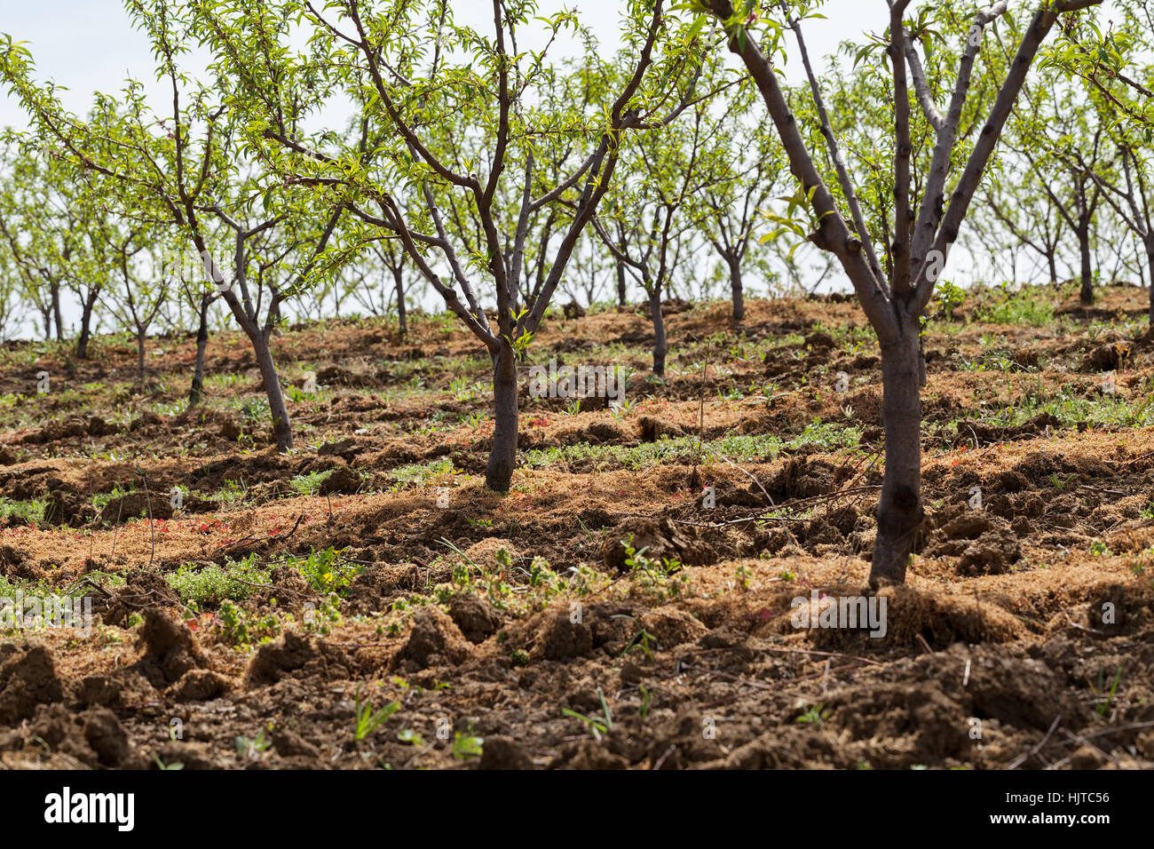 various fruit trees in the orchard, note shallow depth of field Stock ...