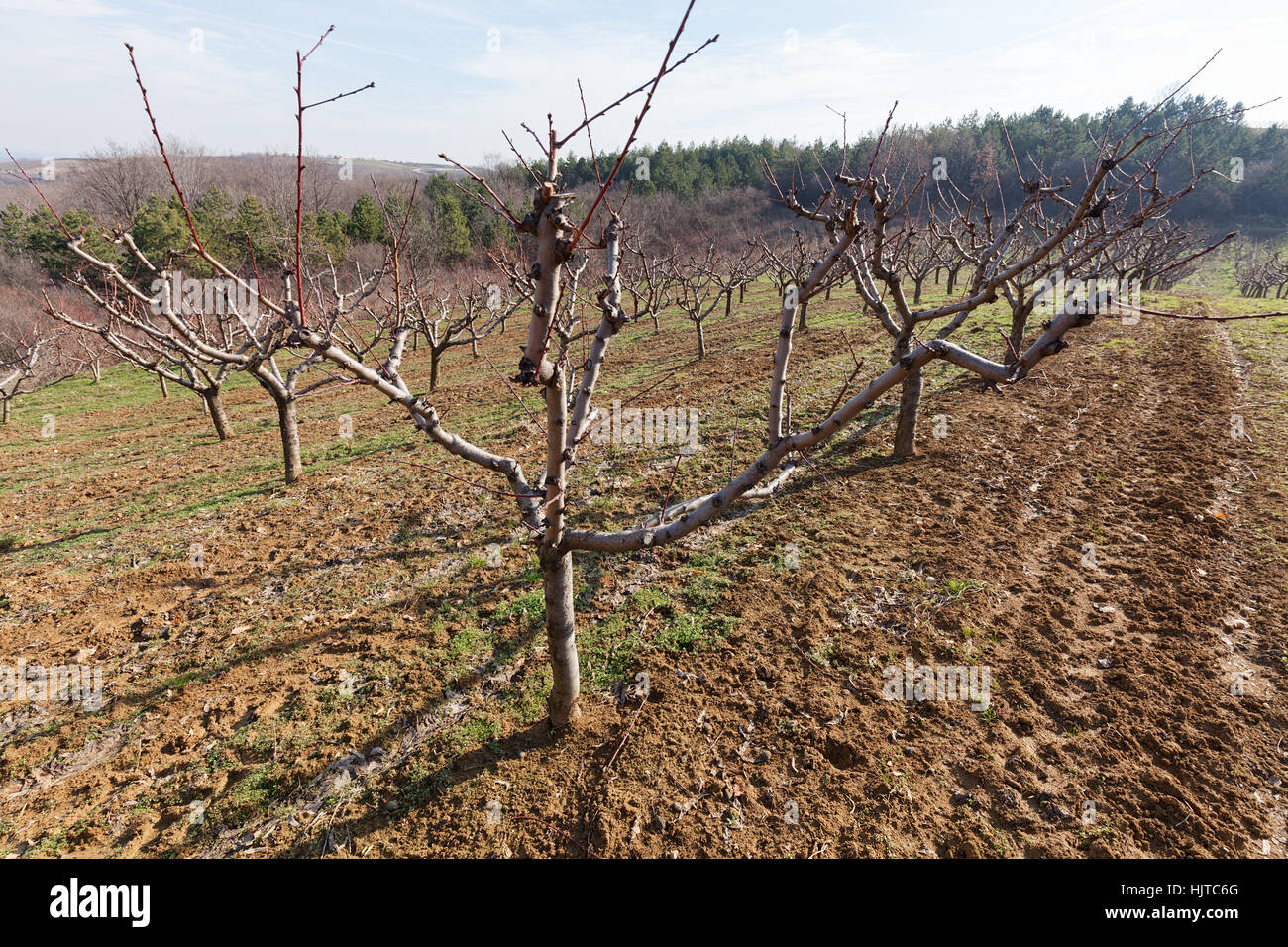 various fruit trees in the orchard, note shallow depth of field Stock ...