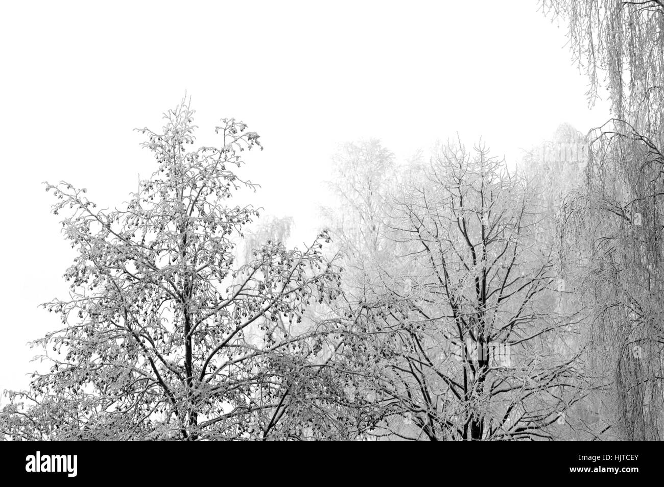 Cold winter day frost fresh snow, isolated horizontal closeup, large ...