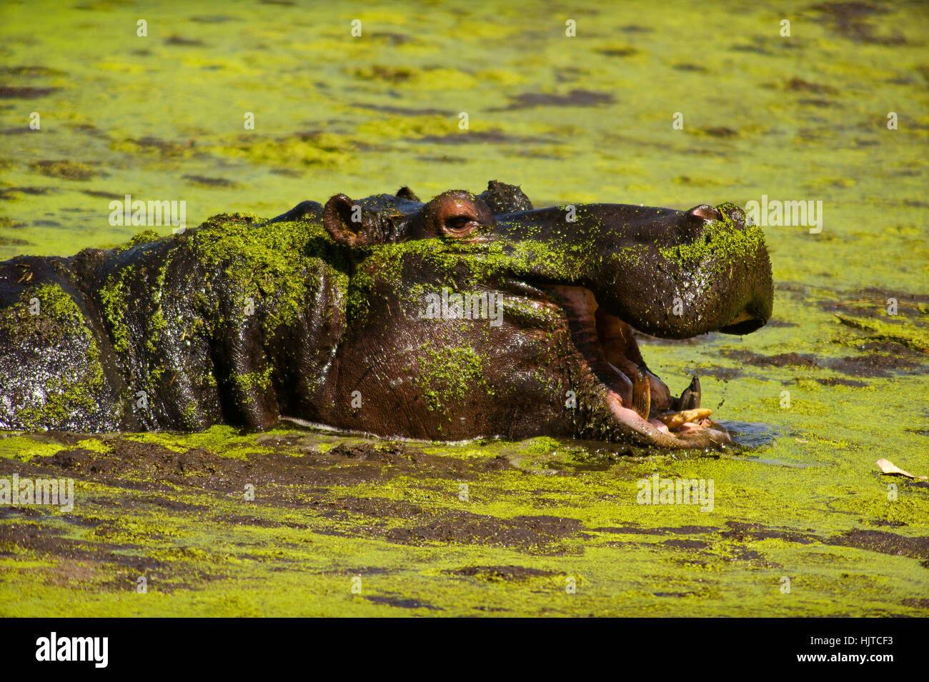 African river hippo hi-res stock photography and images - Alamy