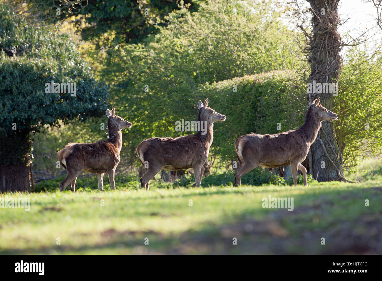 Hotspot lead hi-res stock photography and images - Alamy