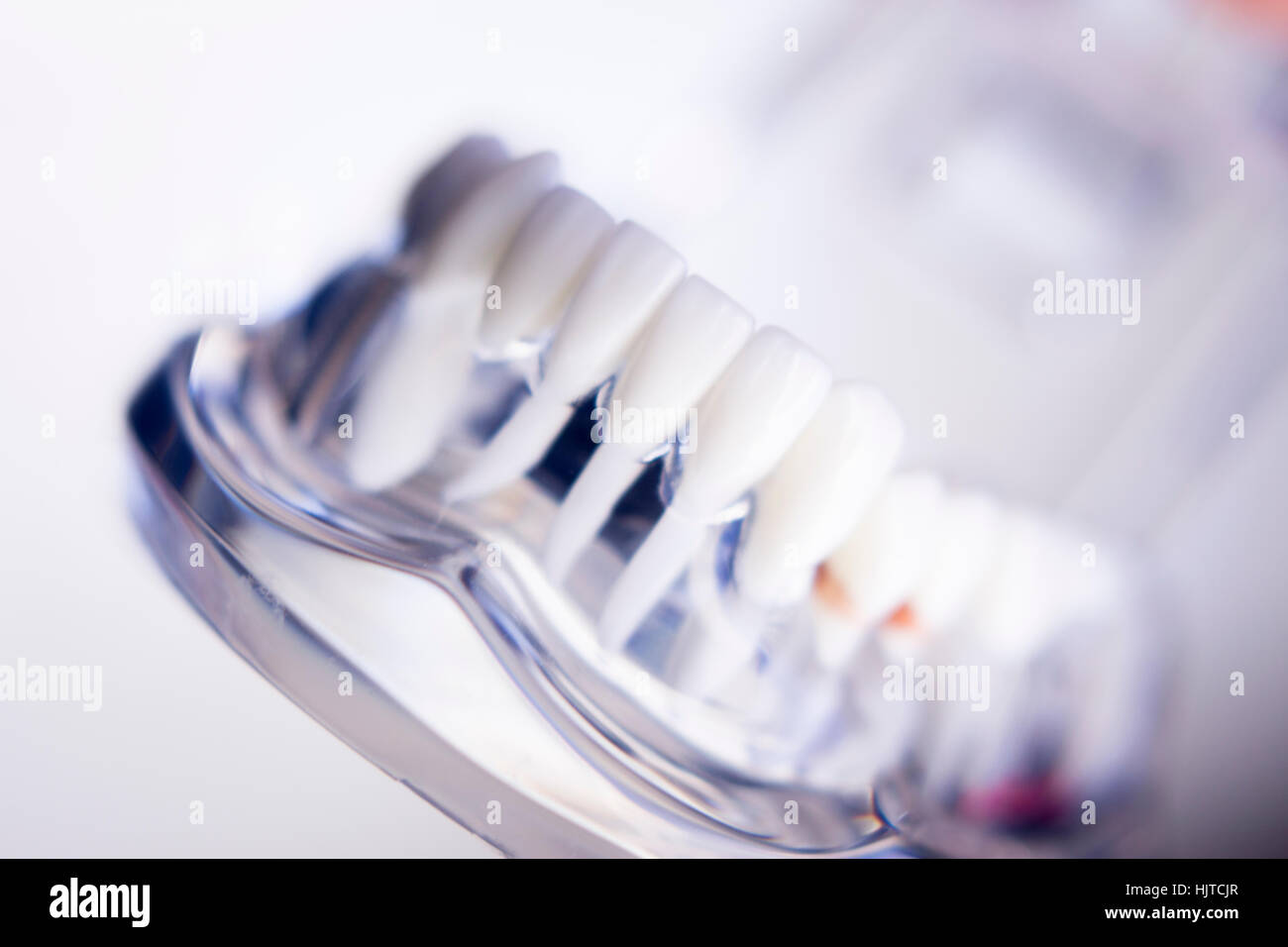 Dentists tooth plastic model used for teaching, learning and patient ...