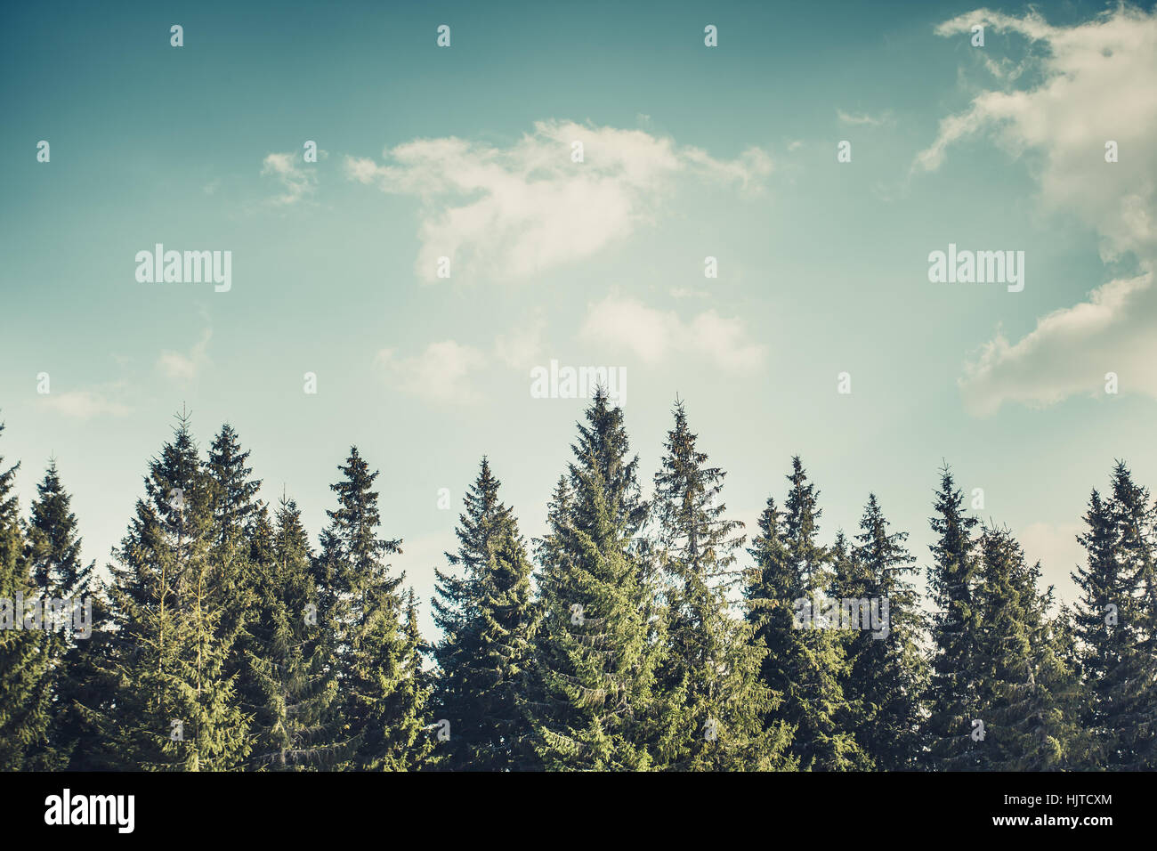 Pine tree forrest Stock Photo - Alamy