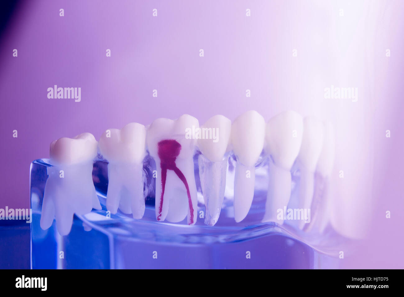 Dental tooth dentistry student learning teaching model showing teeth ...