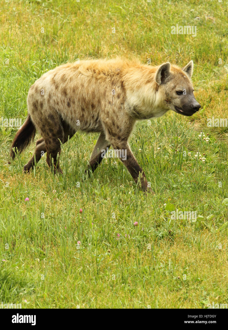 Hyena trotting hi-res stock photography and images - Alamy