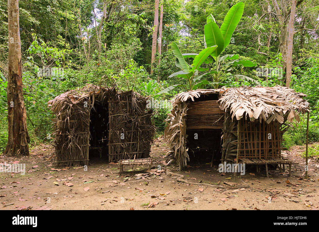 Regenwald am lob hi-res stock photography and images - Alamy