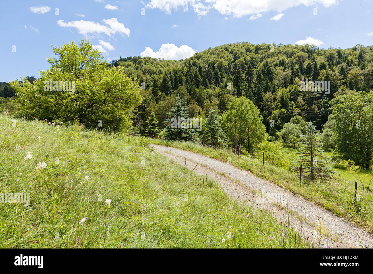 Muddy Road Through Woods High Resolution Stock Photography and Images ...