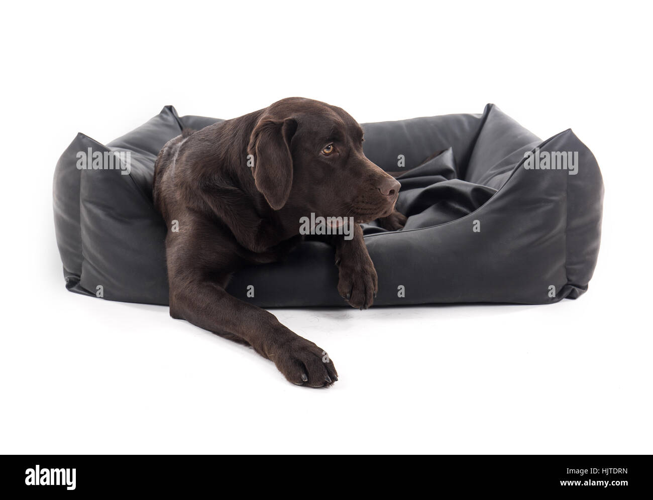 Dog with brown fur hi-res stock photography and images - Alamy