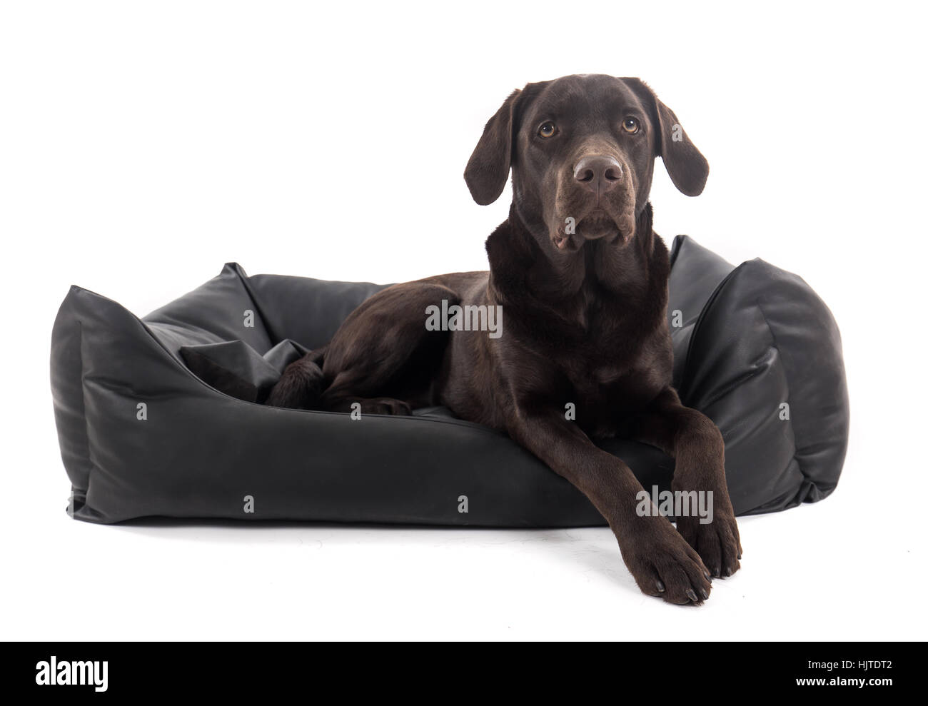 Lab dog Cut Out Stock Images & Pictures - Alamy