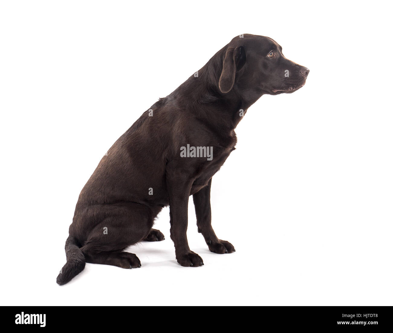 Dog with brown fur hi-res stock photography and images - Alamy