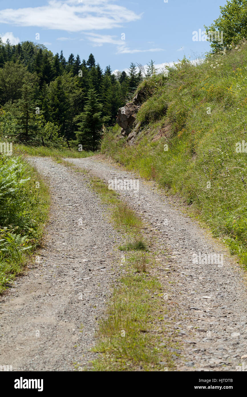 bumpy dirt road through the woods, note shallow depth of field Stock ...