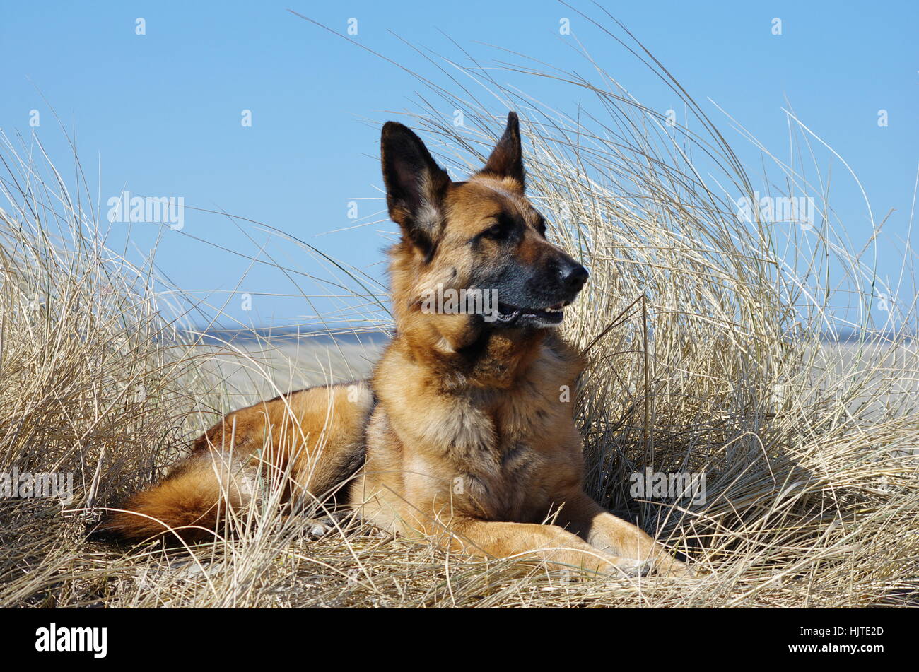 Haustierfoto hi-res stock photography and images - Alamy