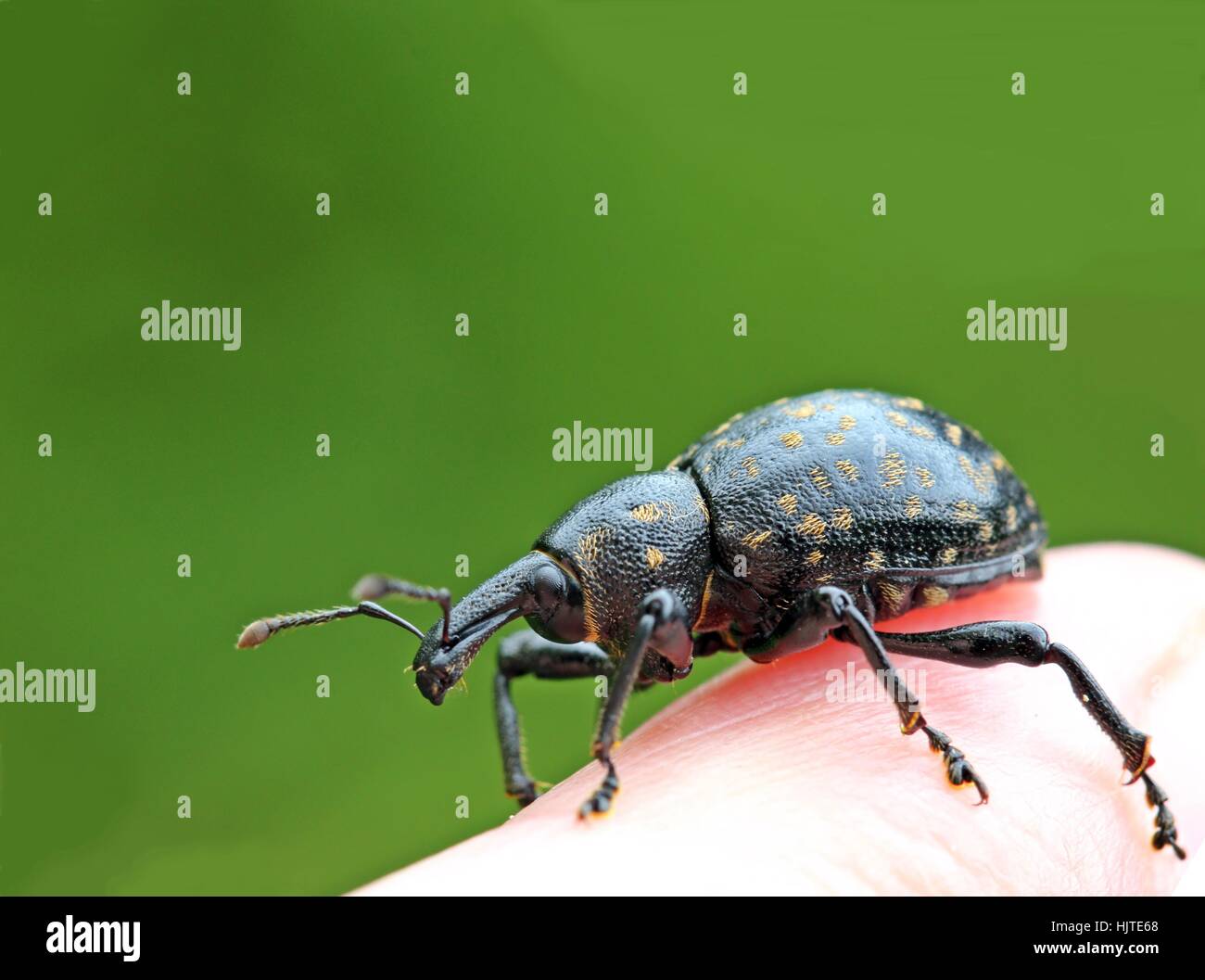 Weevil liparus germanus hi-res stock photography and images - Alamy