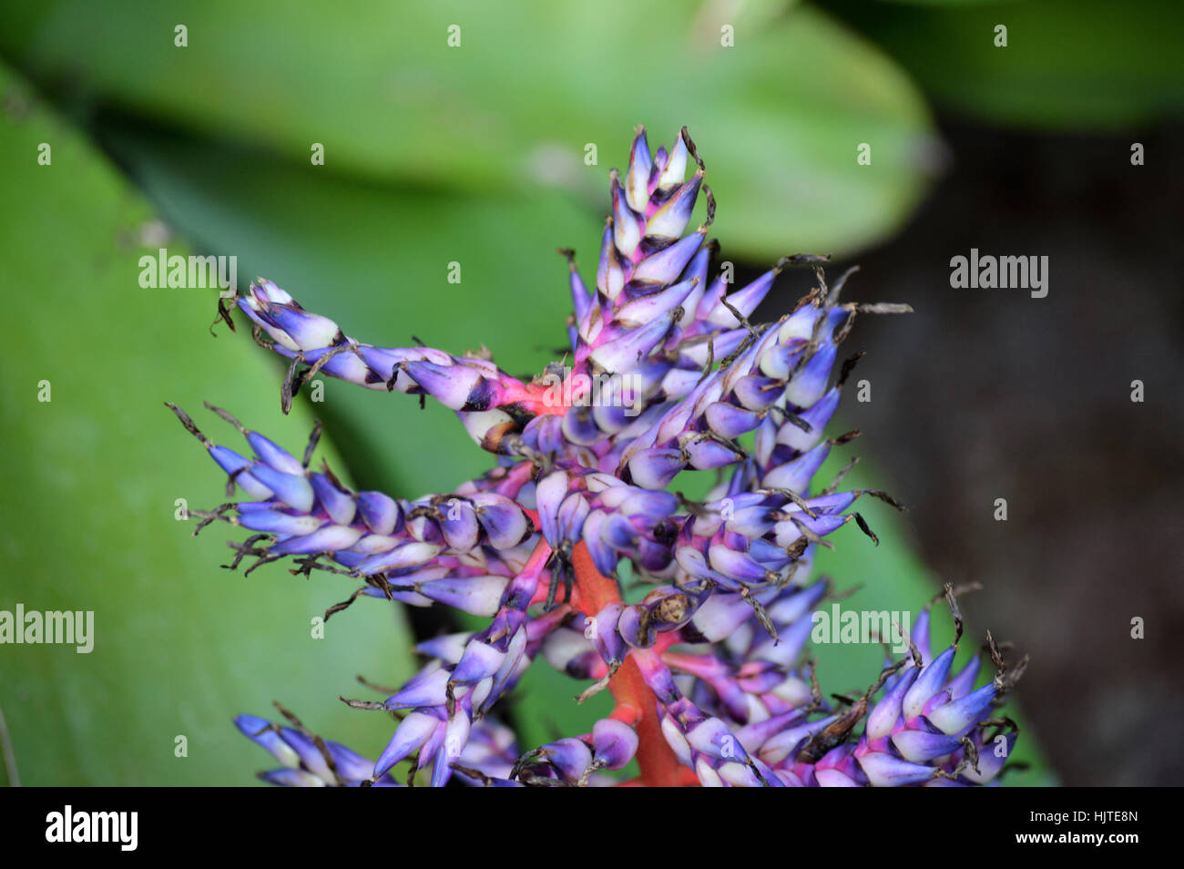 Purple bromeliad hi-res stock photography and images - Alamy