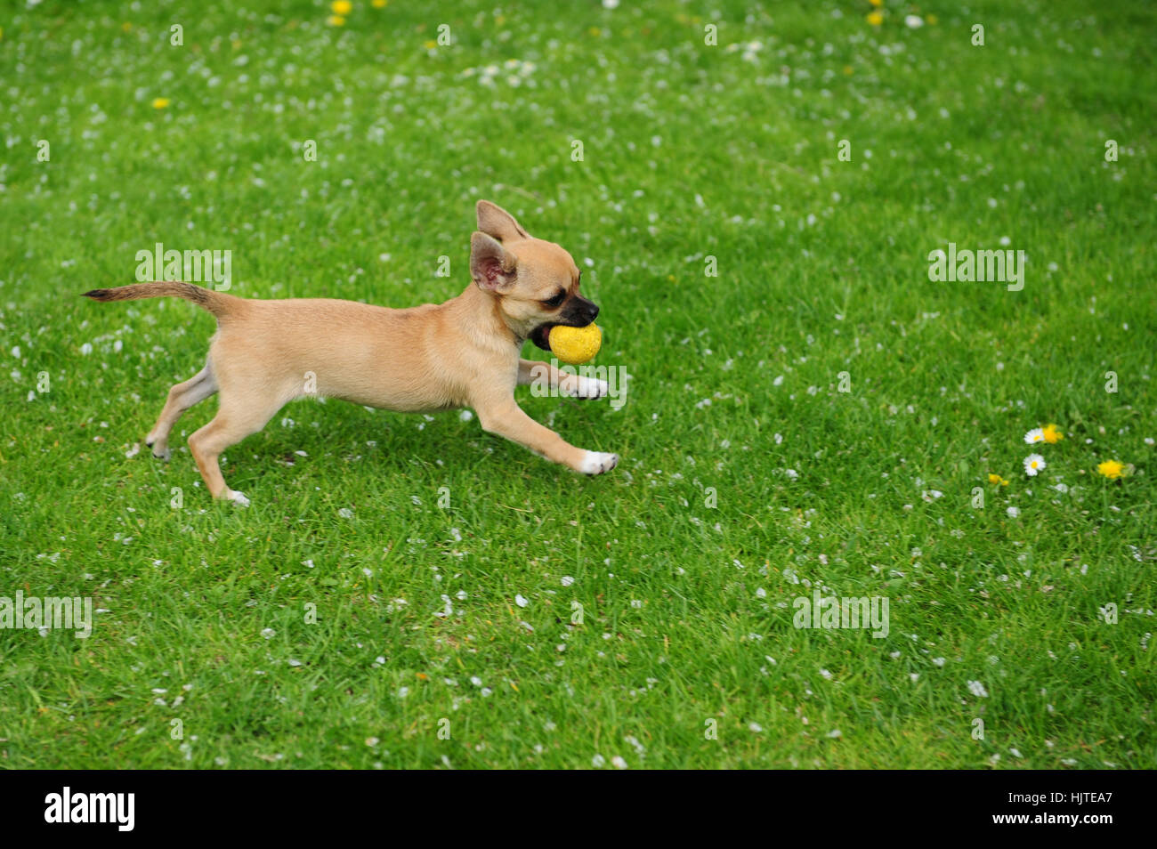 running with the ball Stock Photo - Alamy