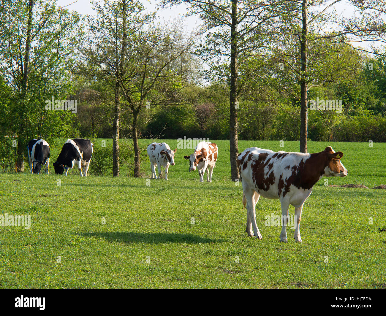 livestock, bovine, cows, way, nature, tree, trees, animal, green ...