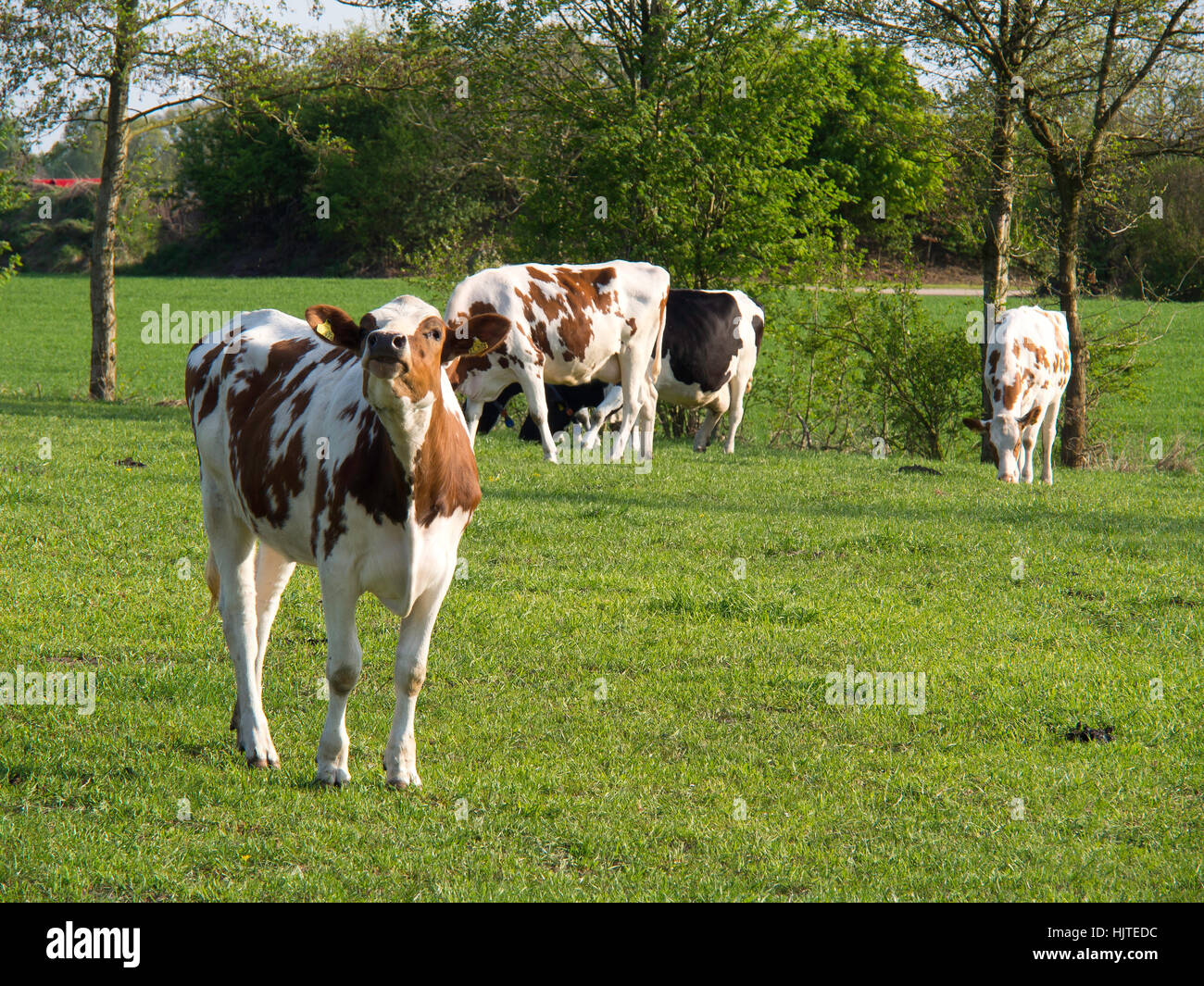 livestock, bovine, cows, way, nature, tree, trees, animal, green ...