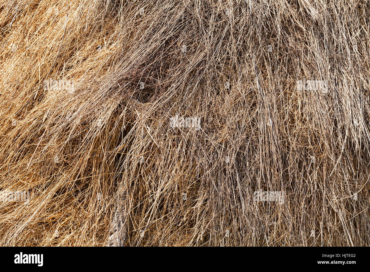 dry thatch on the meadow, note shallow depth of field Stock Photo - Alamy
