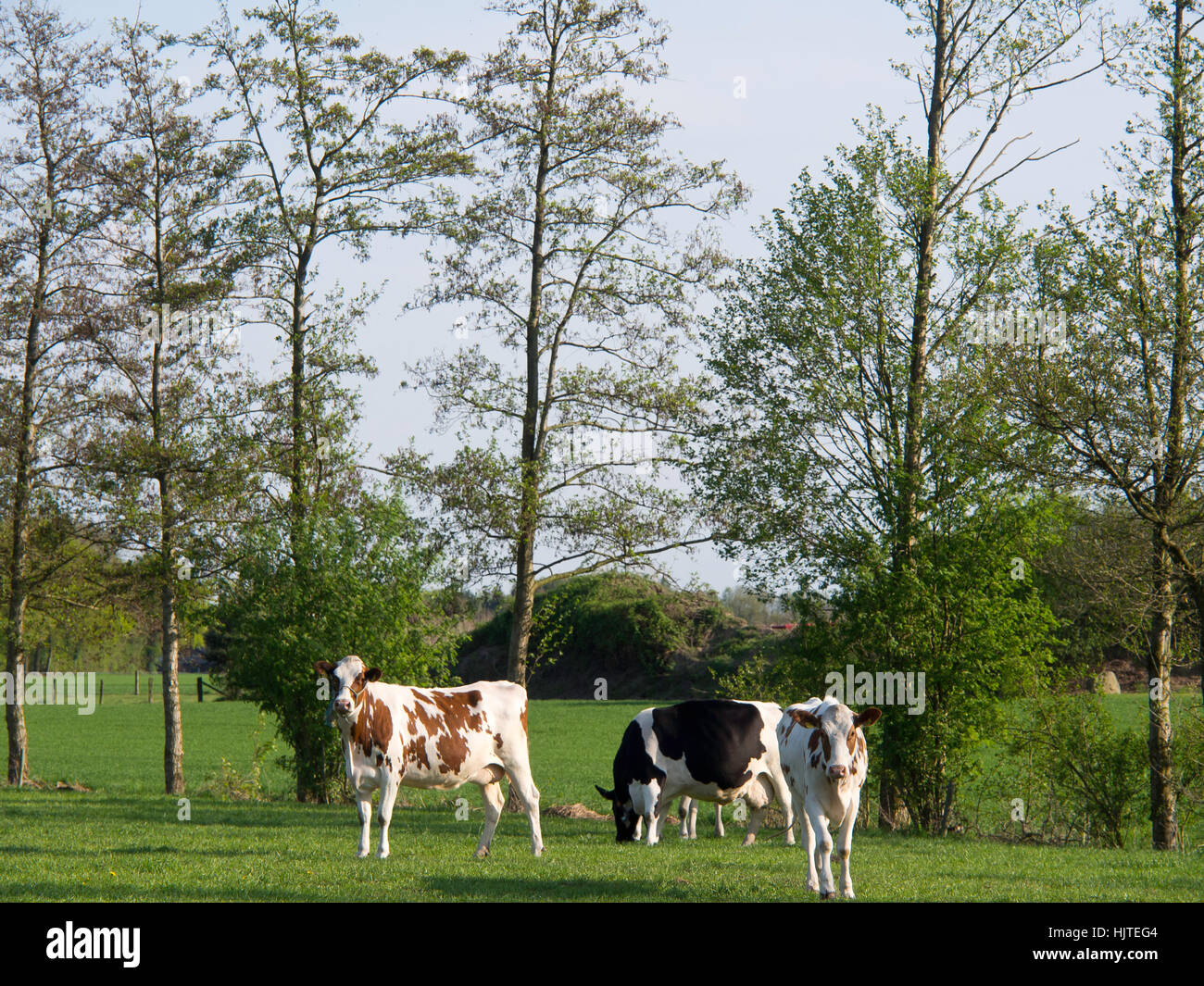 livestock, bovine, cows, way, nature, tree, trees, animal, green ...