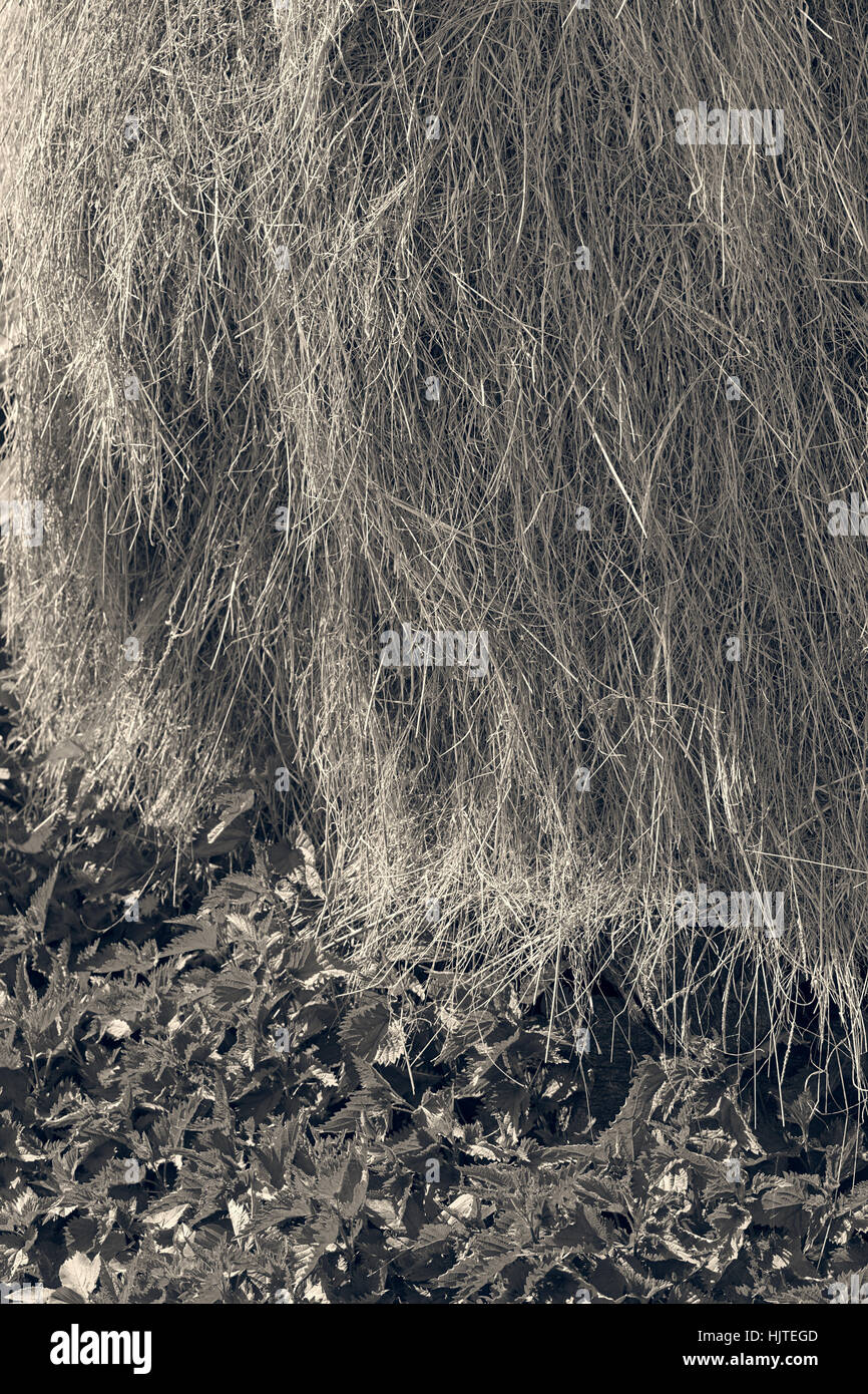 dry thatch on the meadow, note shallow depth of field Stock Photo - Alamy