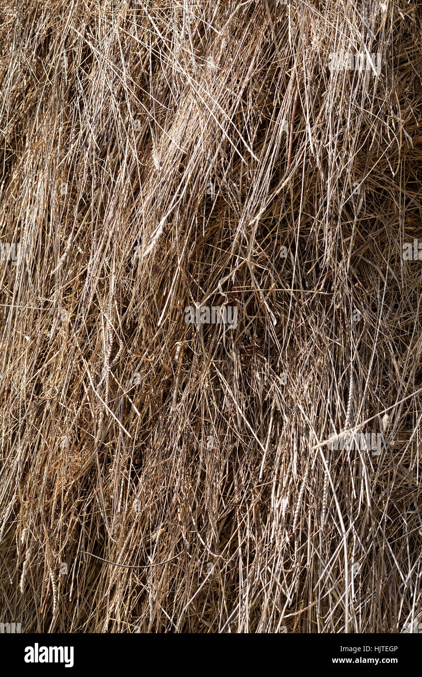 dry thatch on the meadow, note shallow depth of field Stock Photo - Alamy