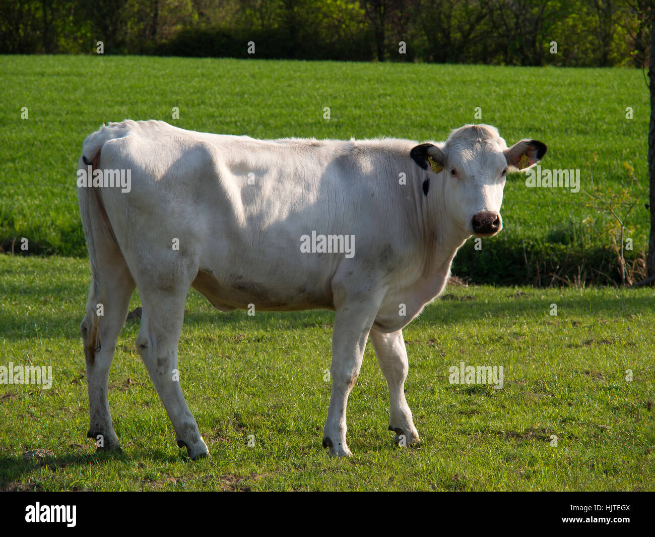 livestock, bovine, cows, way, nature, tree, trees, animal, green ...