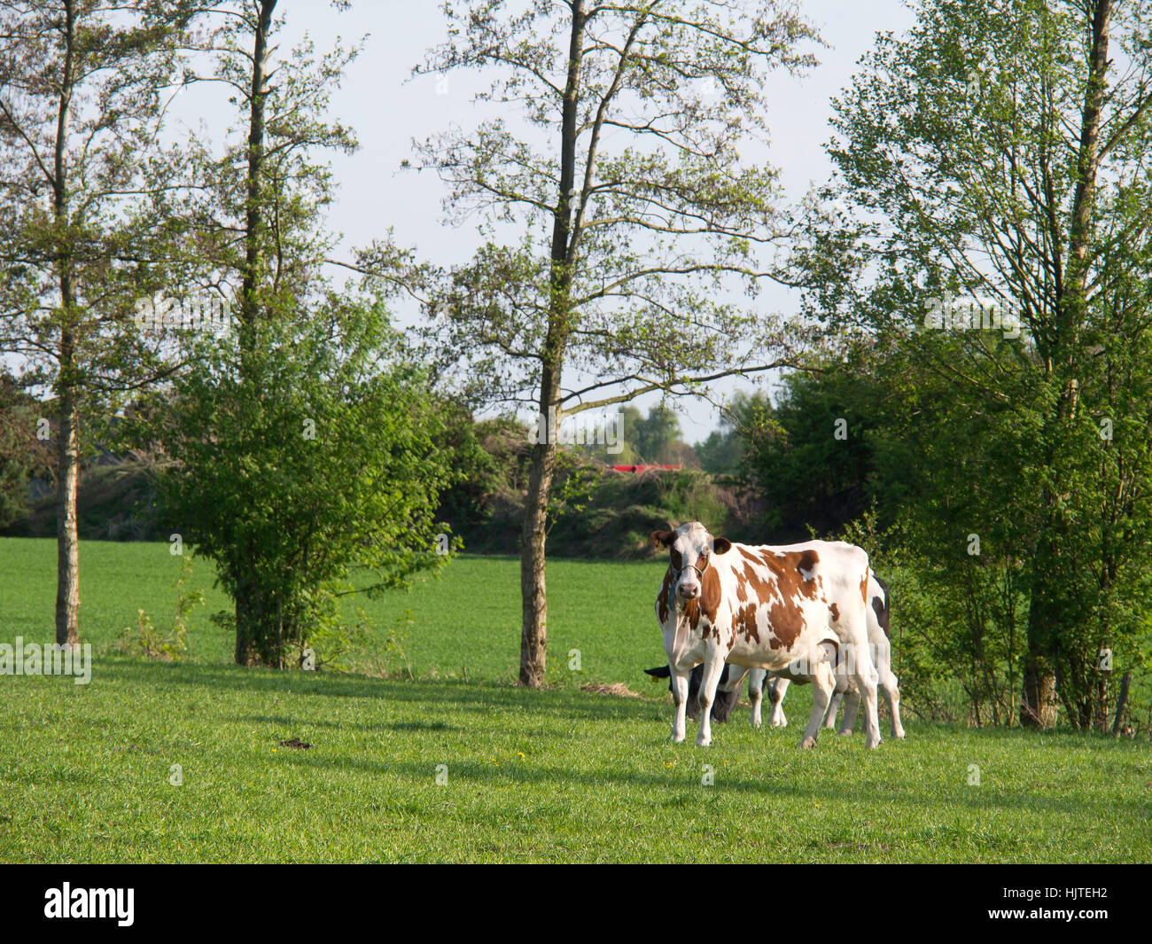 livestock, bovine, cows, way, nature, tree, trees, animal, green ...
