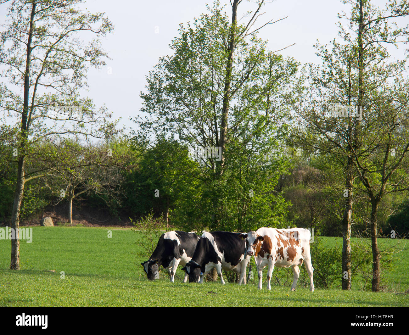 livestock, bovine, cows, way, nature, tree, trees, animal, green ...
