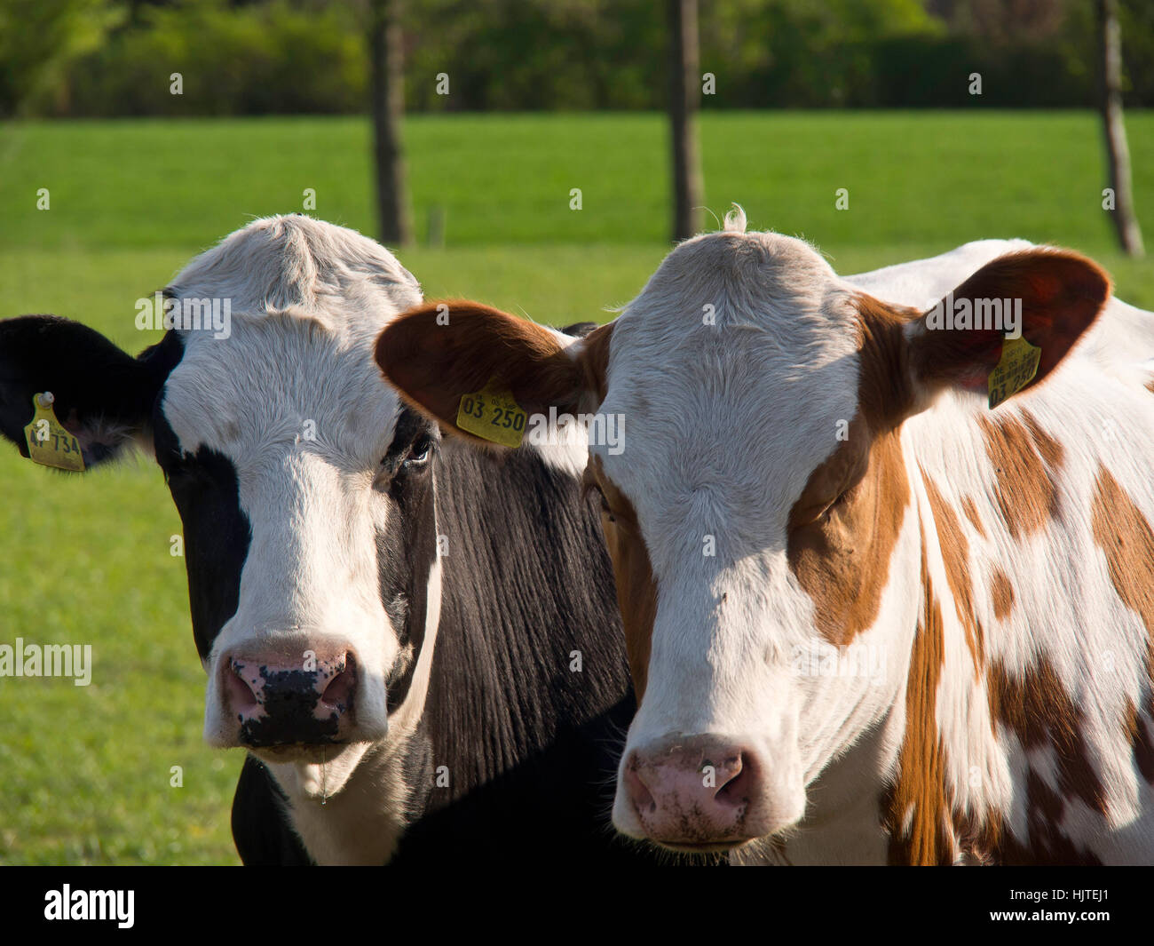 livestock, bovine, cows, way, nature, tree, trees, animal, green ...