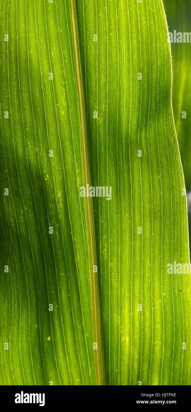 leaves, field, botany, plant, corn, nature, green, leaves, agriculture ...