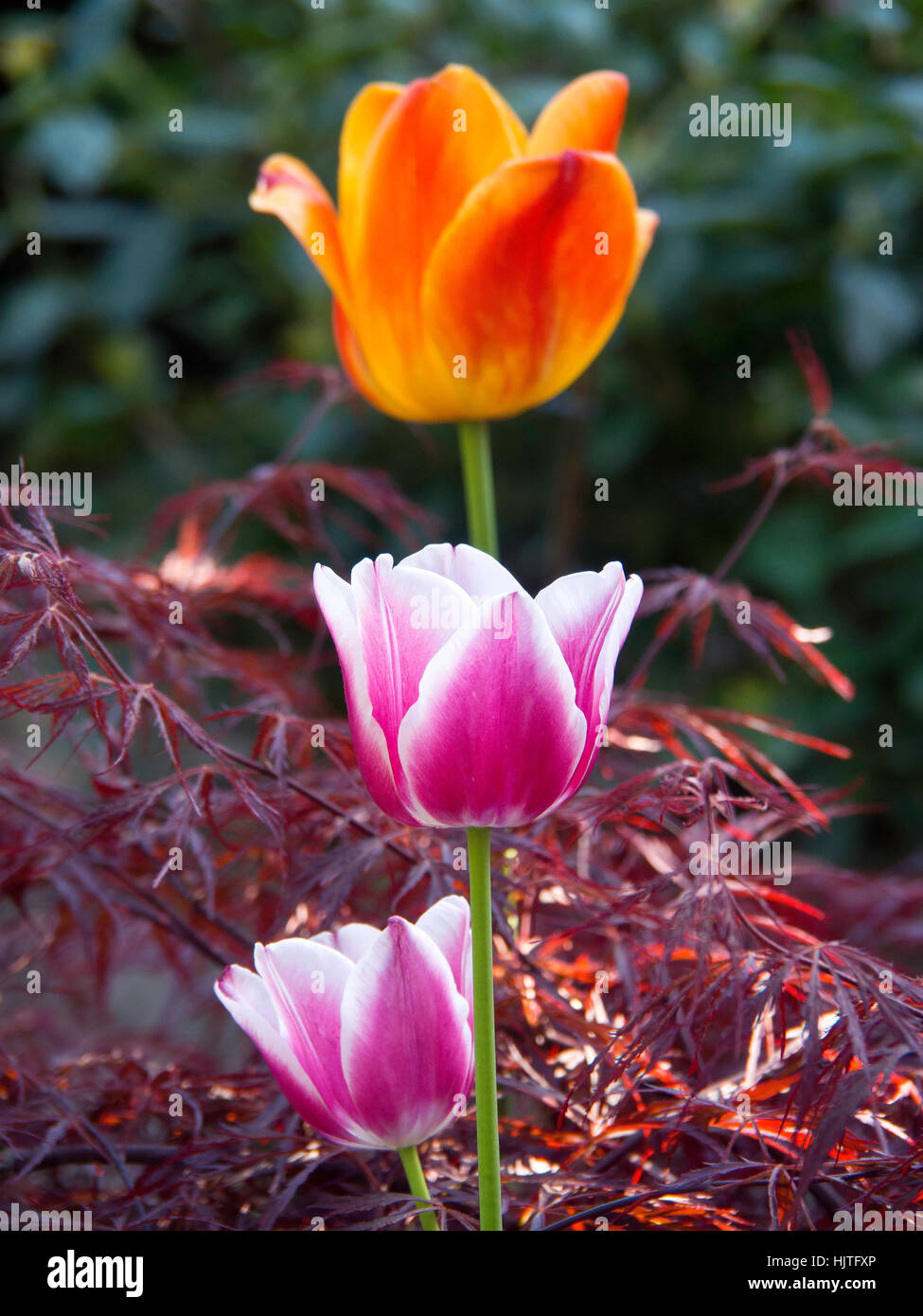 tulips in spring Stock Photo - Alamy