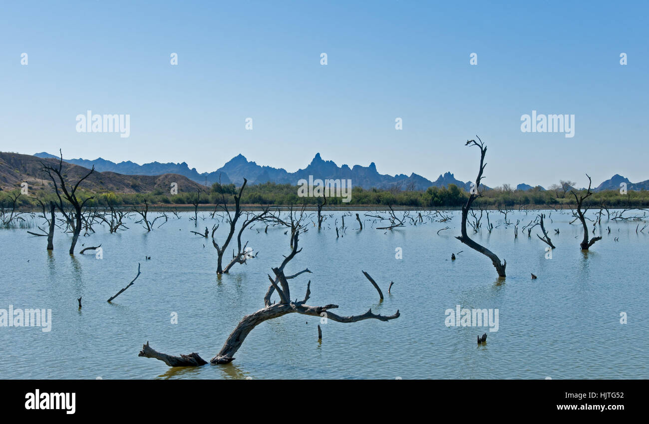 die, tree, destruction, mystic, climate, dead, die, tree, trees, usa ...