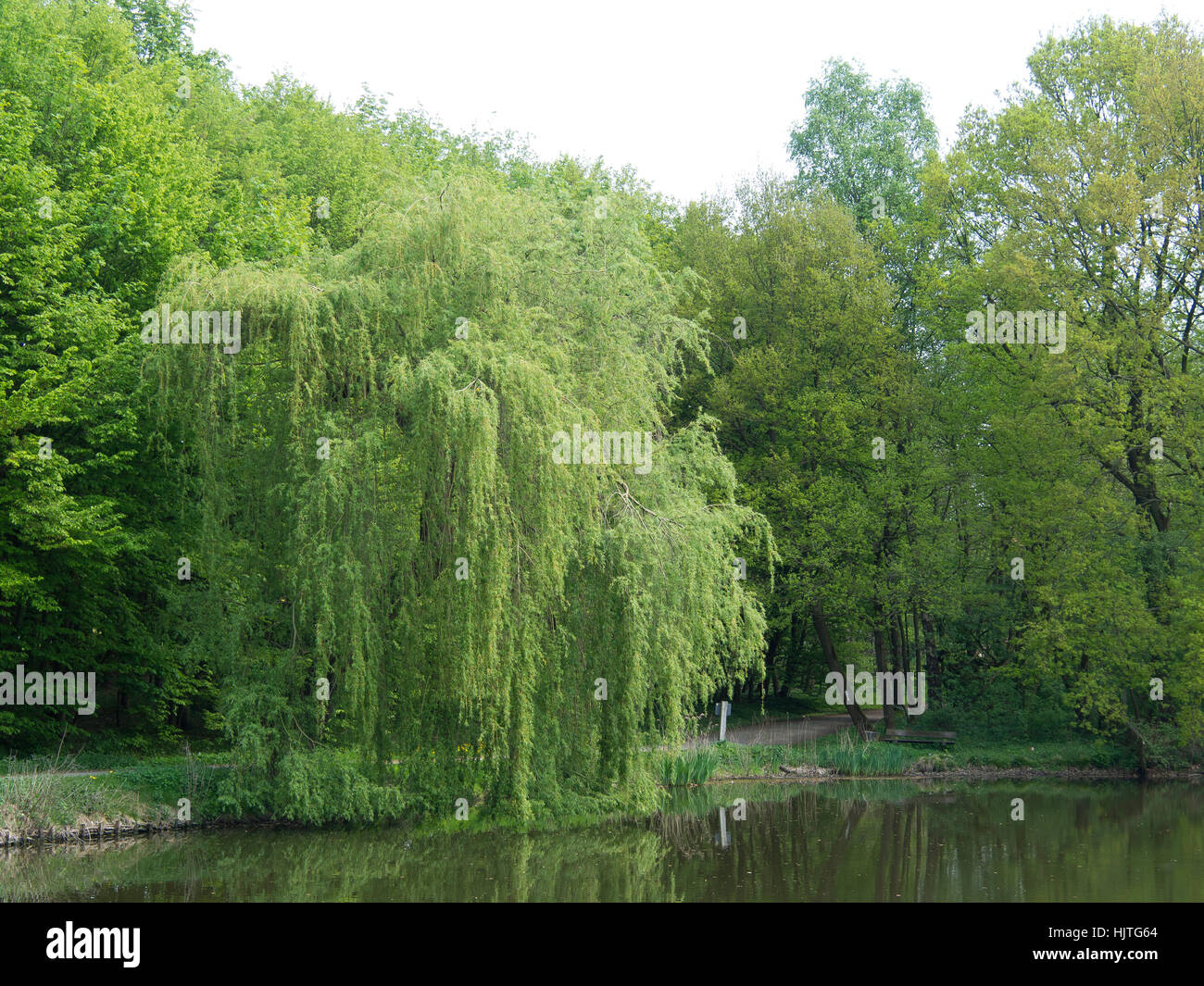 tree, park, forest, nature, tree, trees, park, green, leaves, spring ...