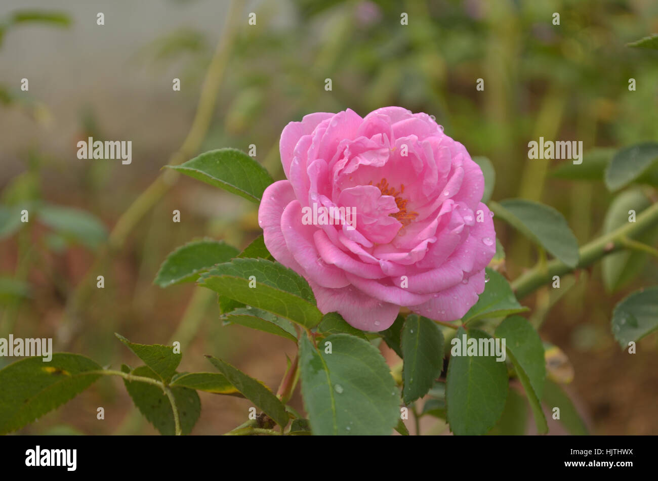 Roses and country flowers Stock Photo - Alamy