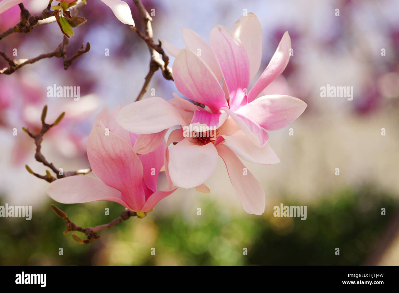 Side view of two bright saucer magnolia flowers on a twig Stock Photo ...