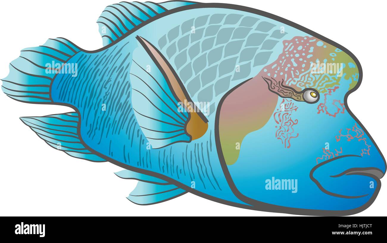 Cheilinus undulatus. Napoleon fish. Humphead wrasse Stock Vector Image ...