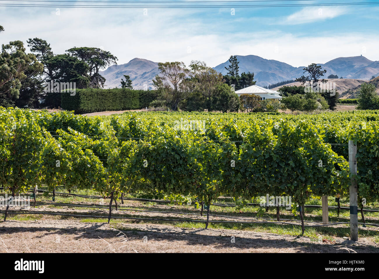 Marlborough winery new zealand hi-res stock photography and images - Alamy