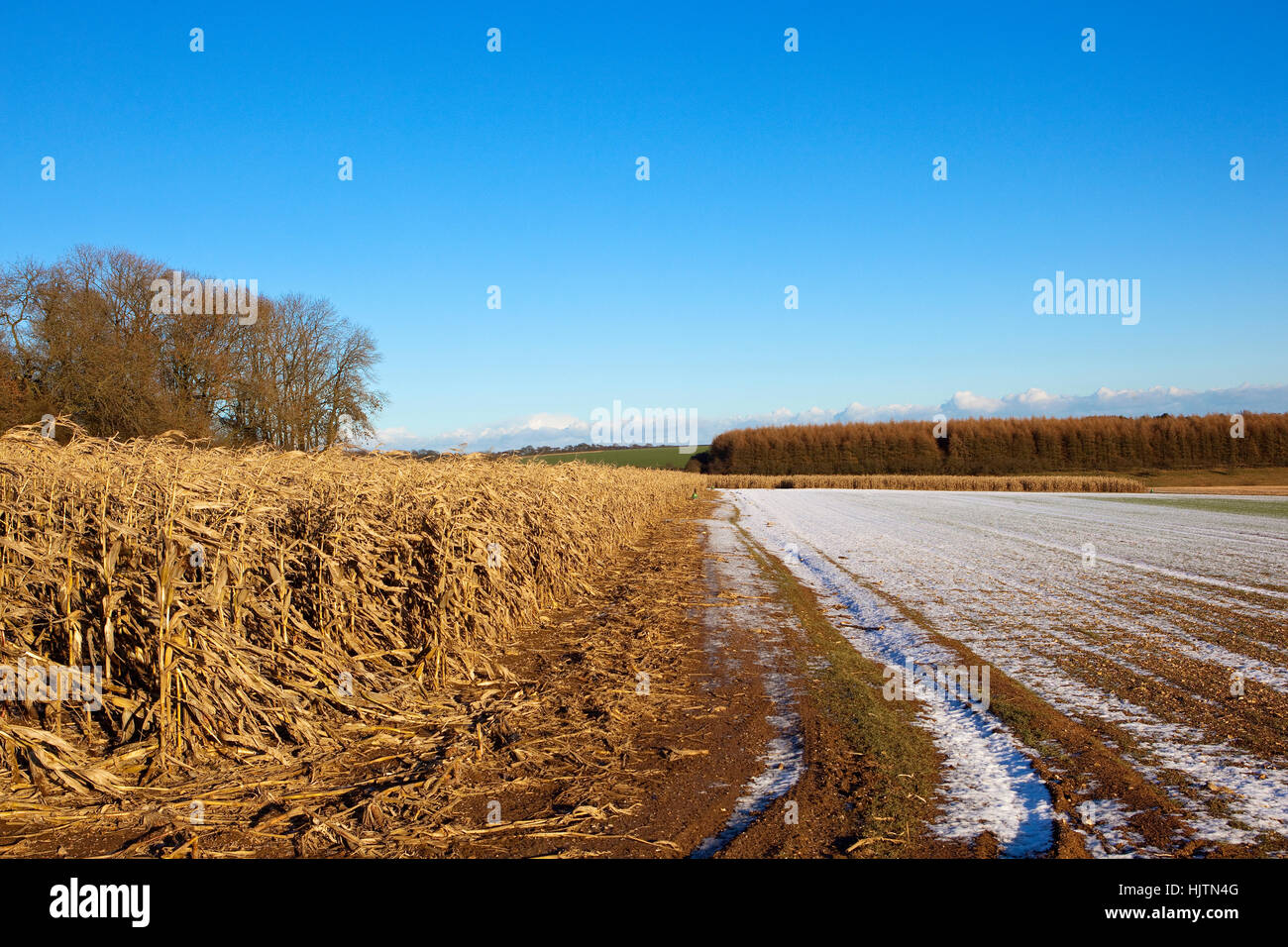 English winter landscape with dry golden maize plants by a rutted muddy ...