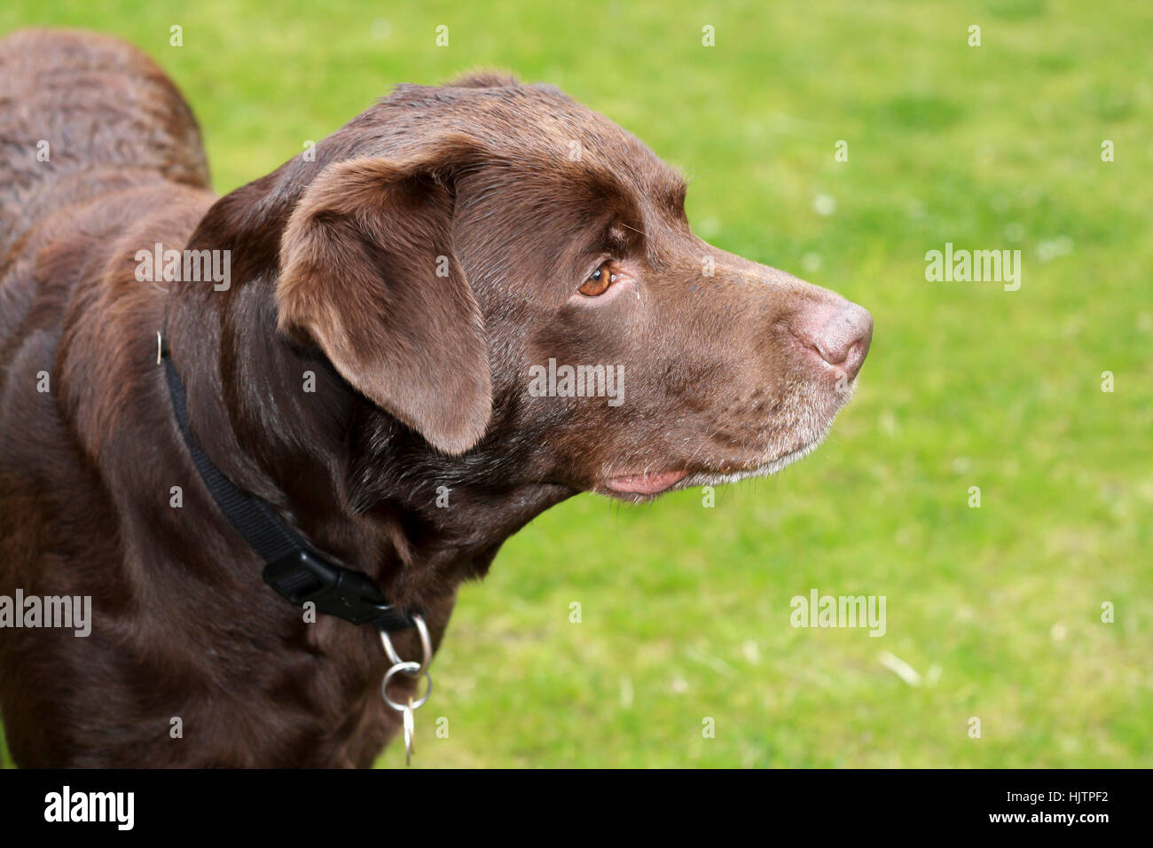 Red brown dog hi-res stock photography and images - Alamy