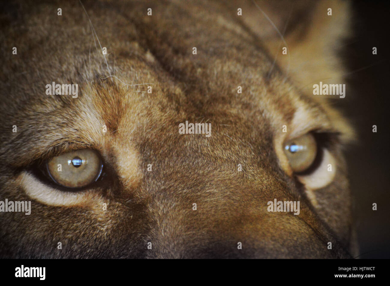 Close up lion eyes hi-res stock photography and images - Alamy