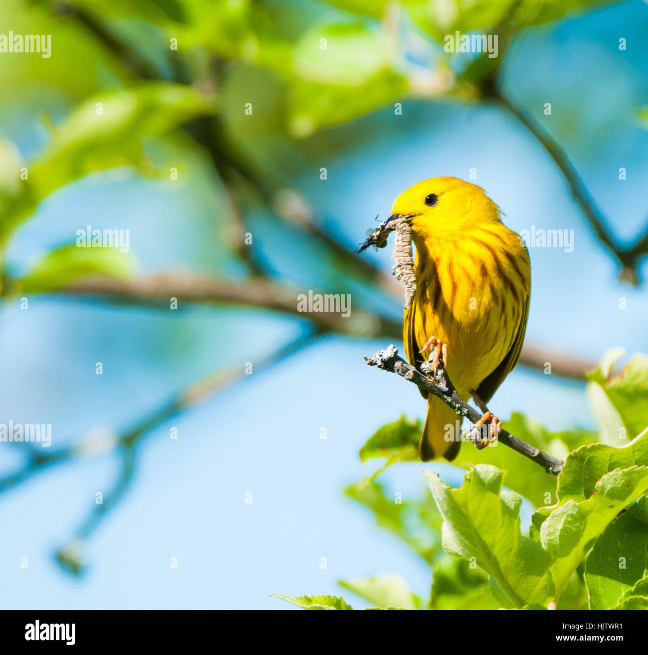 Black bird eating insects hi-res stock photography and images - Alamy
